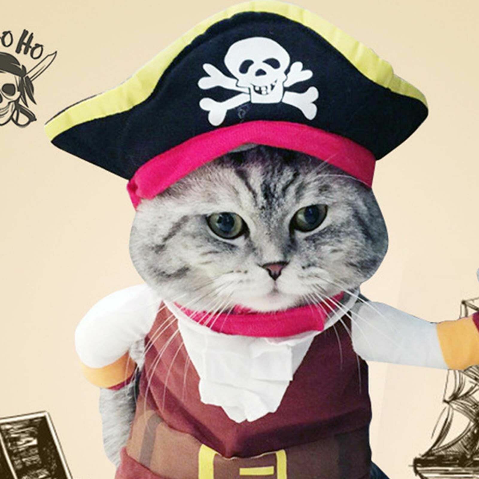 Забавные костюмы пиратов для кошек