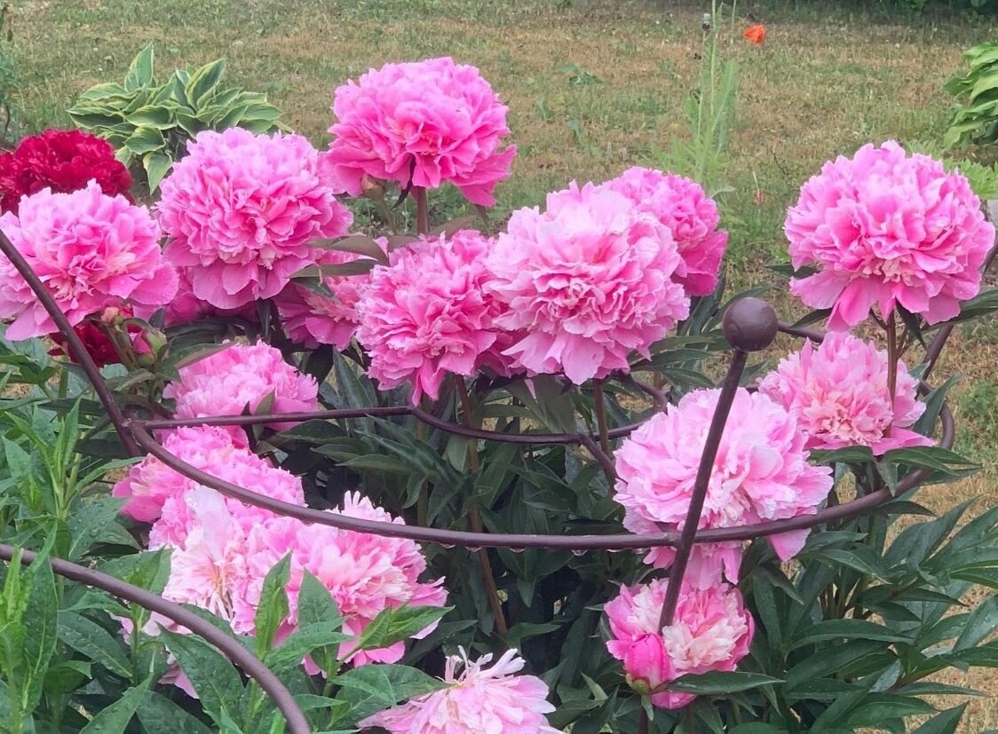 Садовая опора под пионы "корона" 50 СМ диаметр.