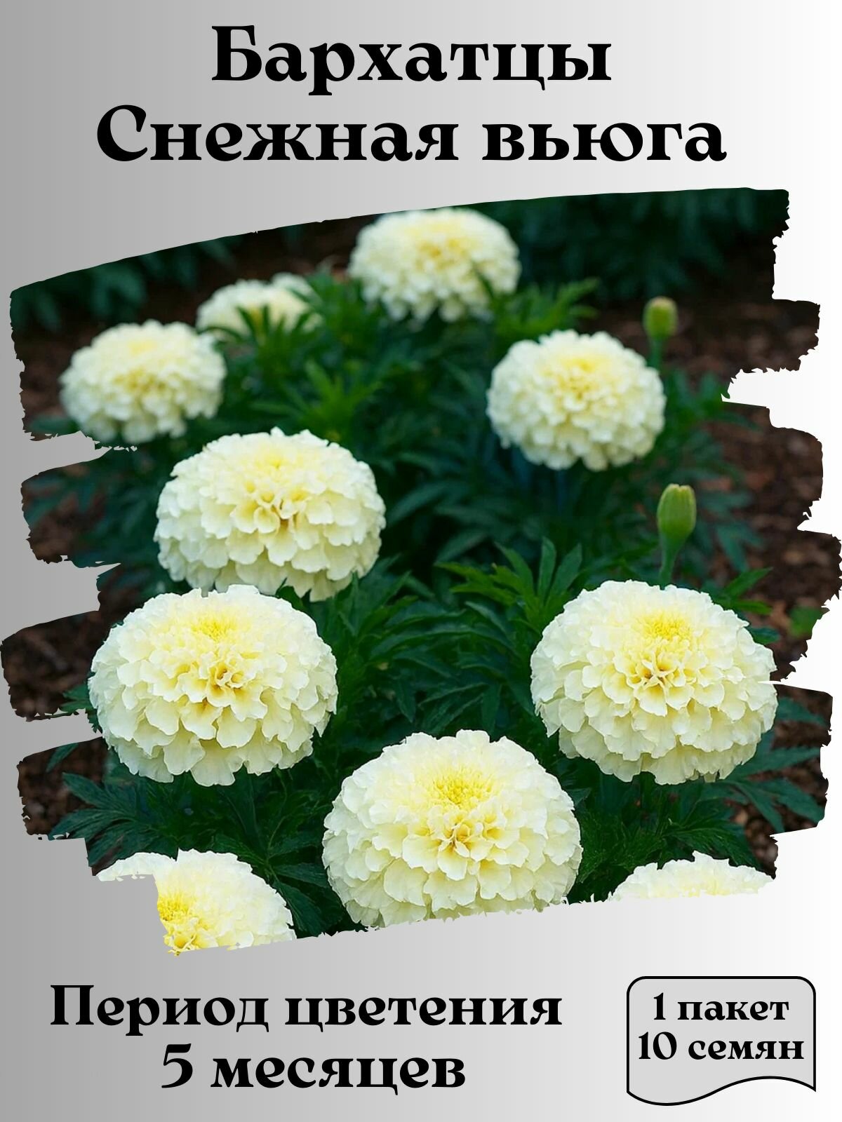 Бархатцы Снежная вьюга, семена, 10 шт, 15 гр.