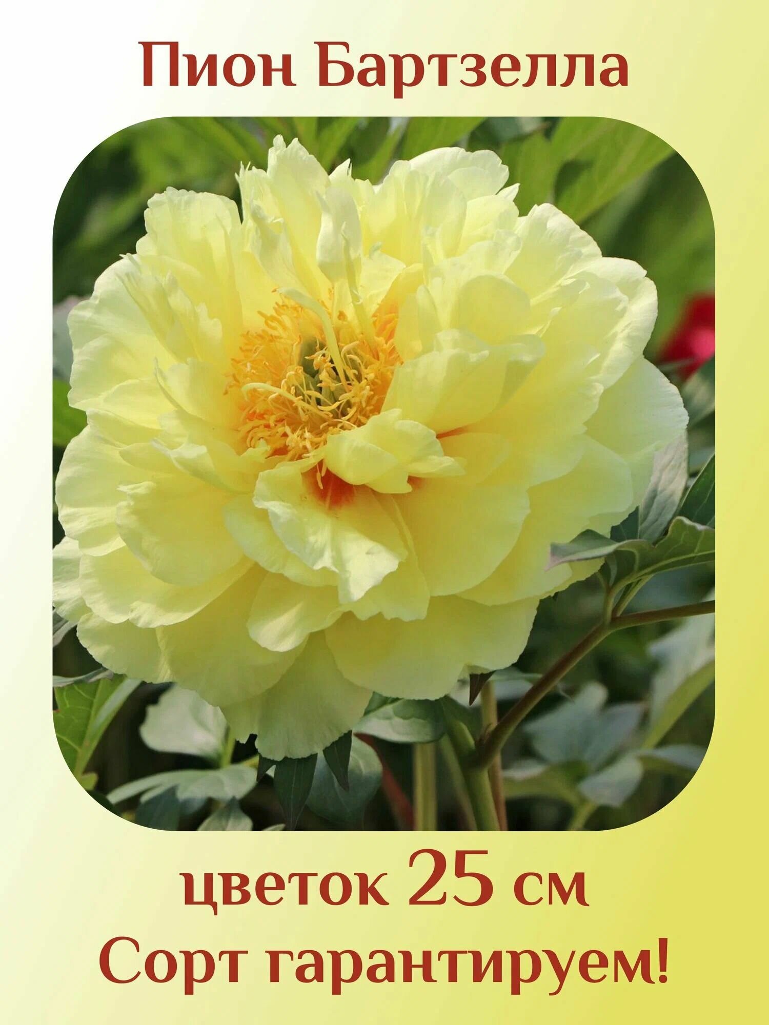 Пион Желтый
