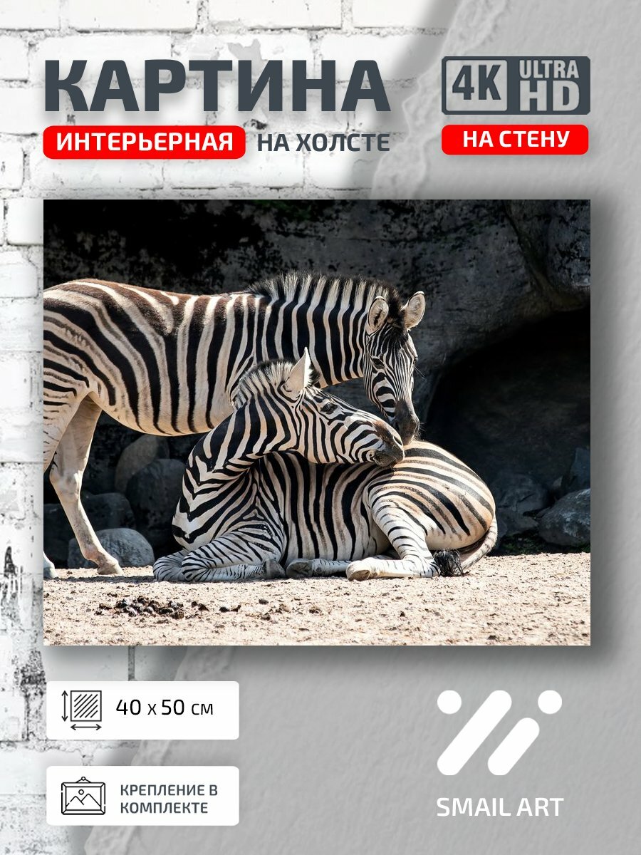 Картина на холсте интерьерная 40 на 50 на стену Зебры Mood для кабинета атмосфера интерьер