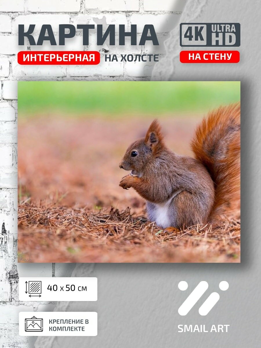 Картина на холсте интерьерная 40 на 50 на стену Животные белка для студии атмосфера