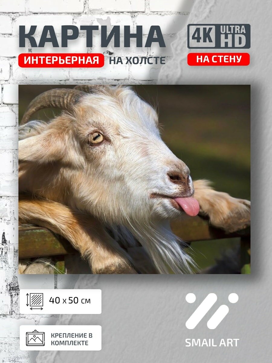 Картина на холсте интерьерная 40 на 50 на стену Смешная коза для студии атмосфера