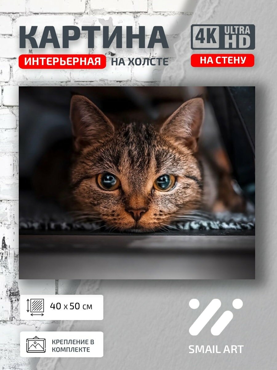 Картина на холсте интерьерная 40 на 50 на стену Животные Кот для студии атмосфера