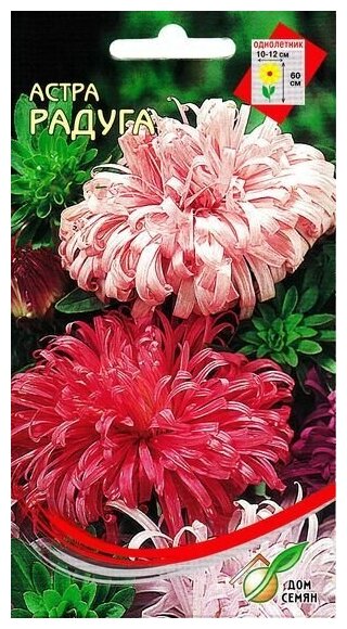 Астра Радуга, 100 семян