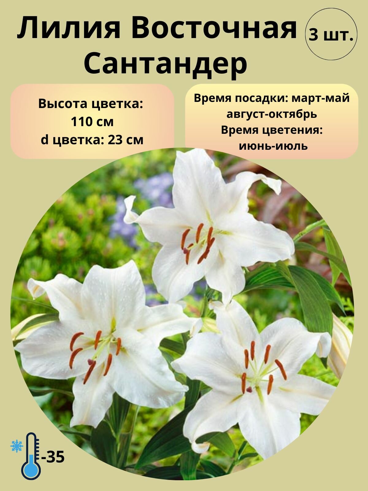 Лилия Восточная, луковицы 3 шт