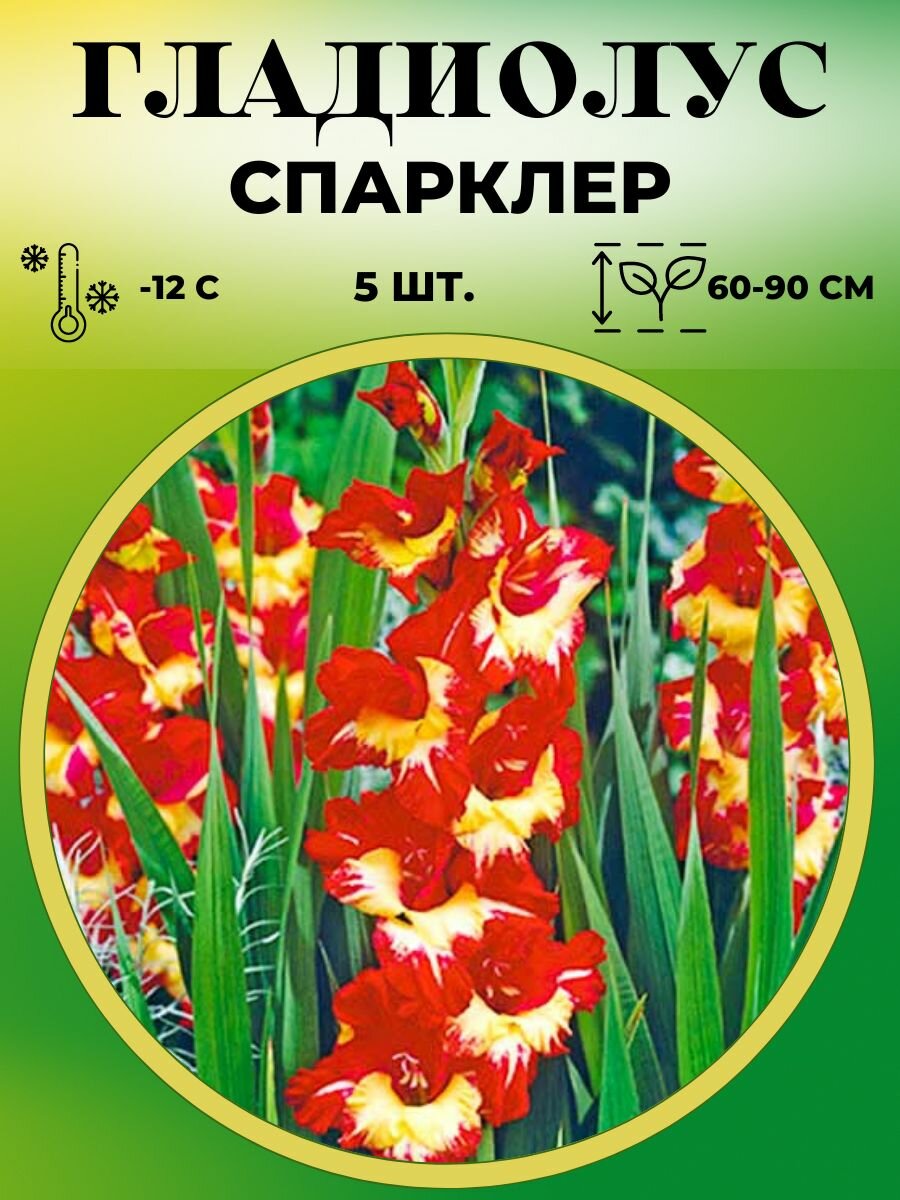 Гладиолус Спарклер 5штук