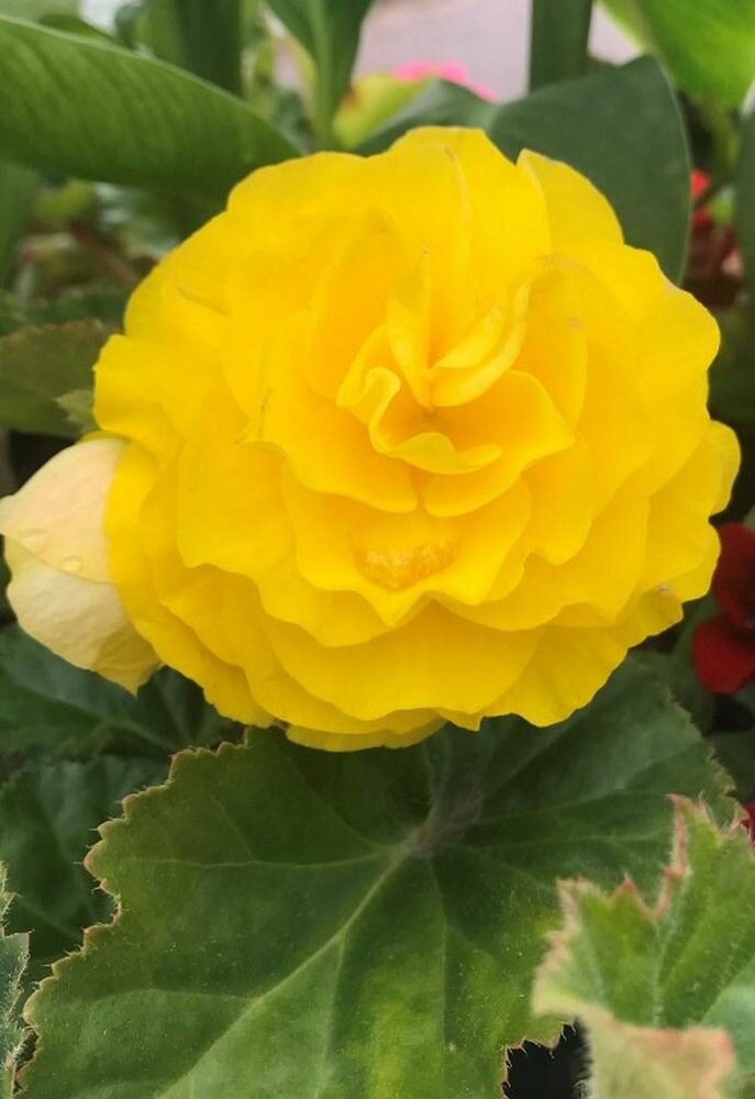 Луковицы поиск бегония нон-стоп йеллоу 2 шт