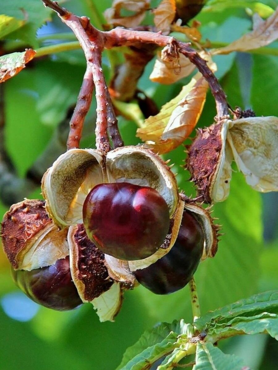 Семена Каштан конский обыкновенный (Aesculus hippocastanum), 5 штук