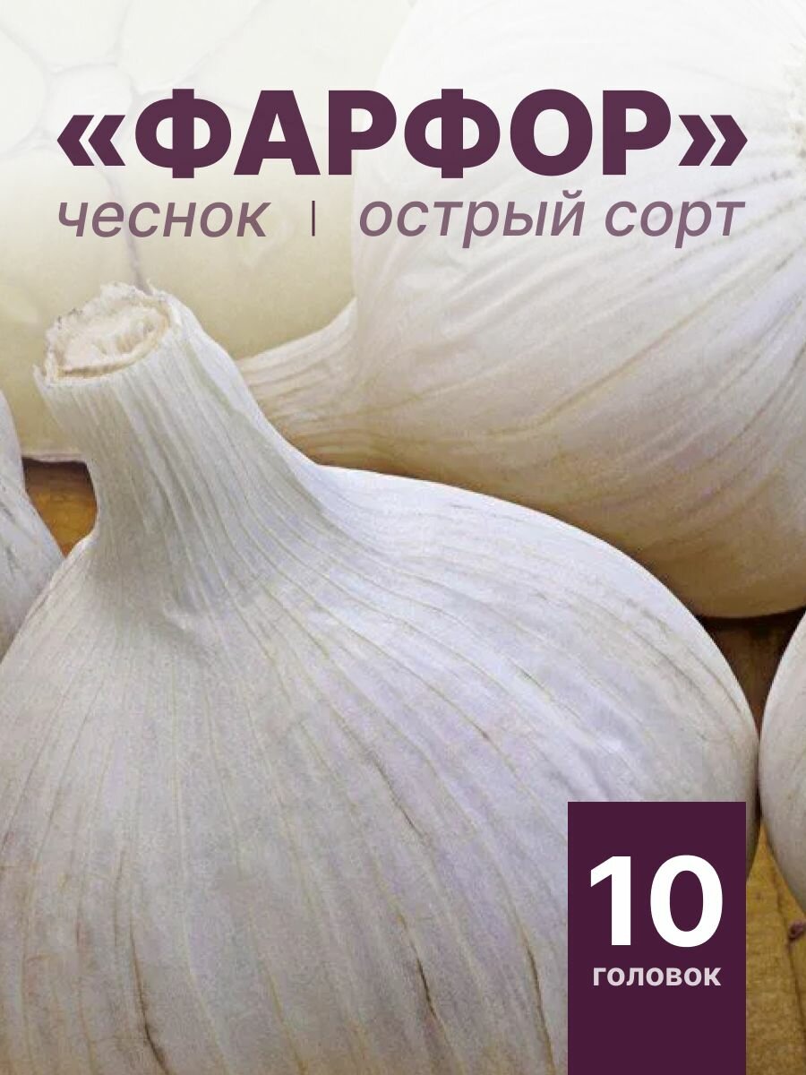 Чеснок на посадку Осташковский Фарфор. Эксклюзив от фермера! Самый острый! 10 головок