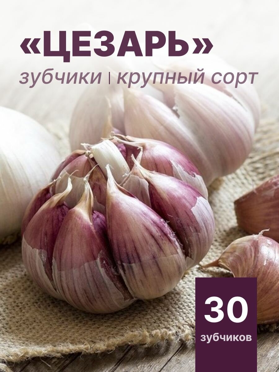 Зубчики чеснока на посадку "Цезарь" 30шт