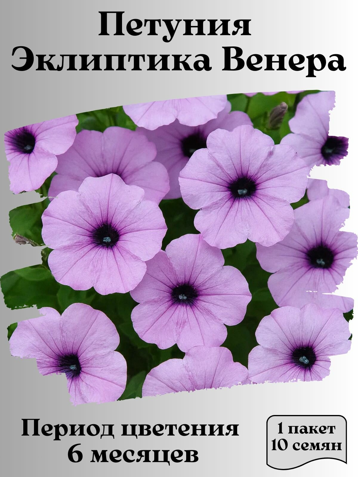 Петуния Эклиптика Венера, семена, 10 шт, 15 гр.