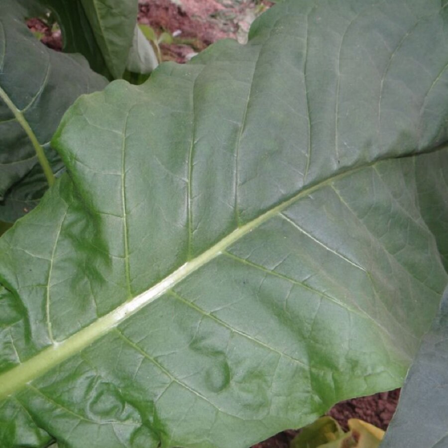 Семена Орешка Табак Jaffna 300 ШТ