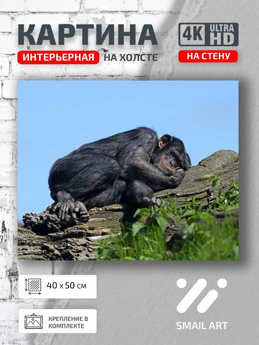 Картина на холсте интерьерная 40 на 50 на стену Горилла Mood для гостиной атмосфера декор
