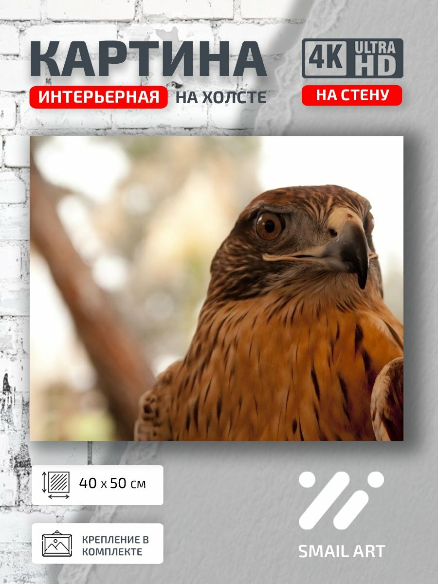 Картина на холсте интерьерная 40 на 50 на стену Орел Animal для кафе animal style интерьер