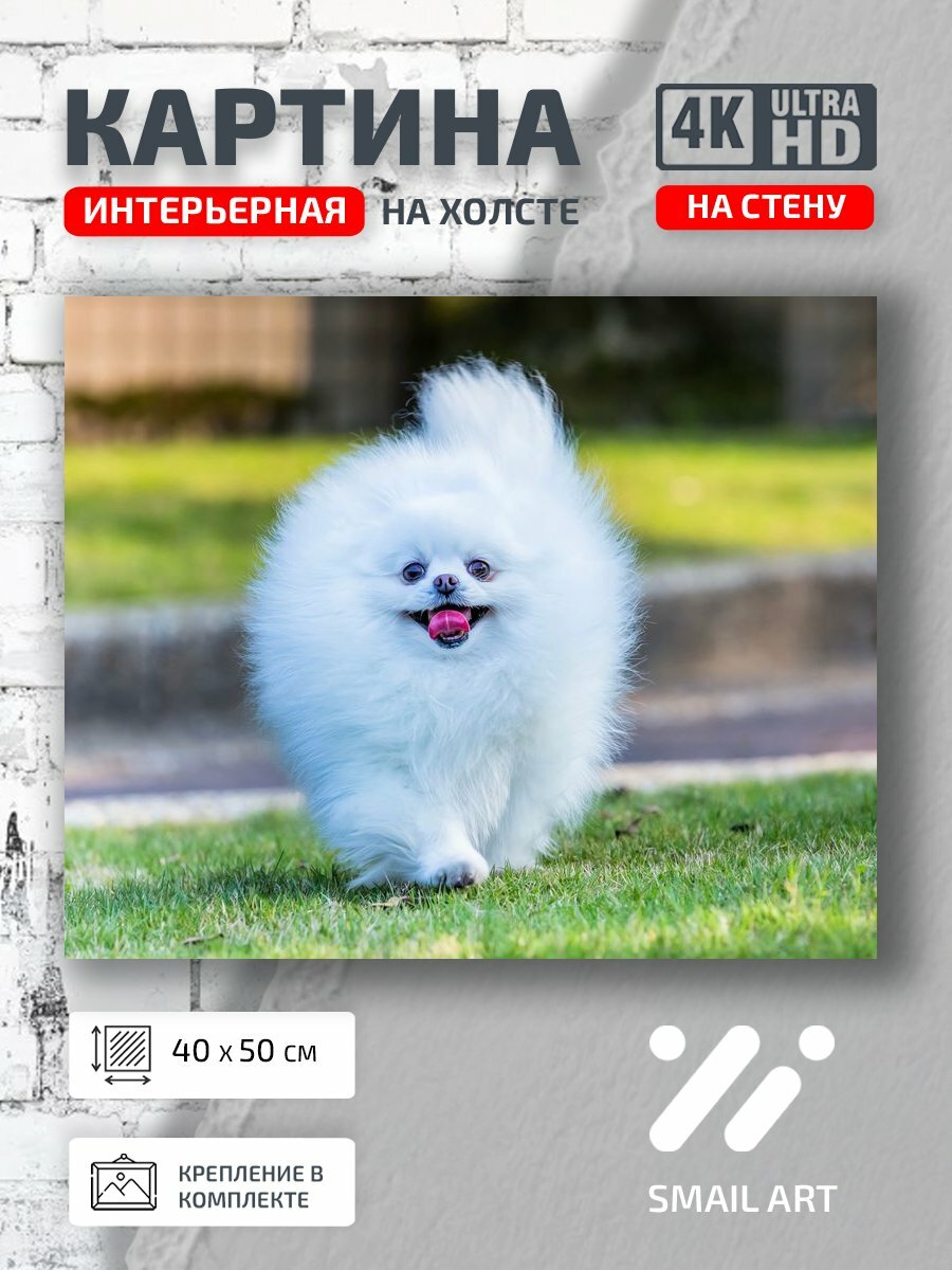 Картина на холсте интерьерная 40 на 50 на стену Белый spitz для офиса атмосфера интерьер