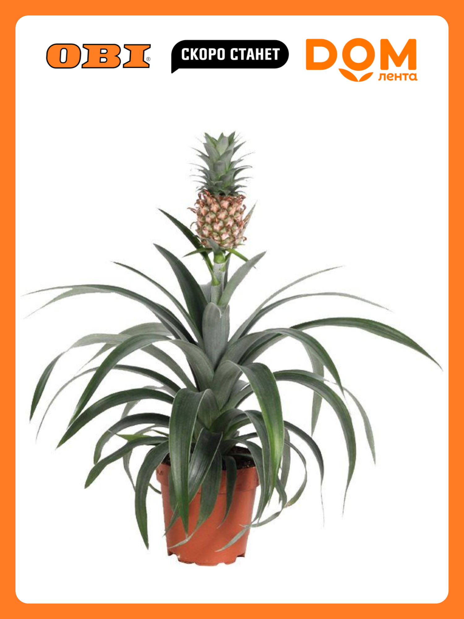 Ананас Кандидо, декоративно-плодовое растение, высота 28 см, горшок 12 см