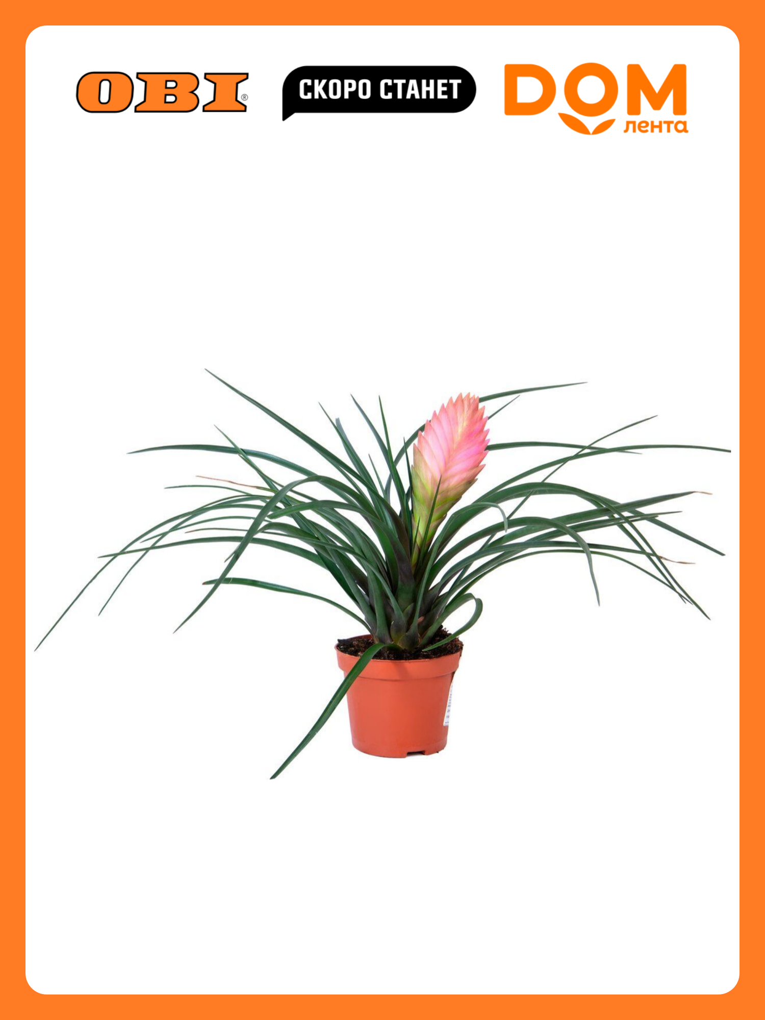 Тилландсия Планета Лета Анита, многолетнее, декоративно-цветущее, высота 30см