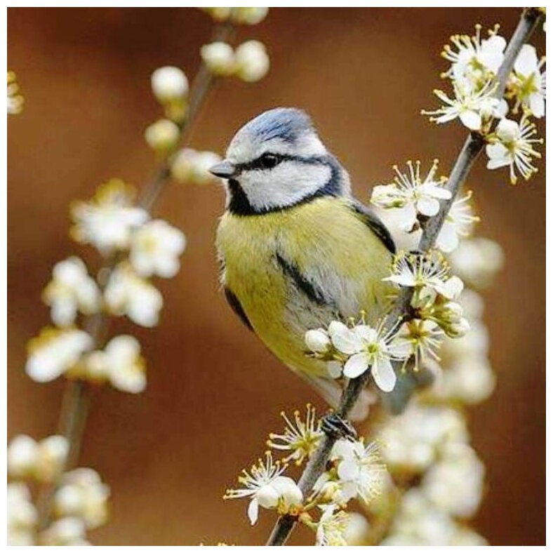 Набор алмазной вышивки "Птах", размер 50х50см, 52 цветов