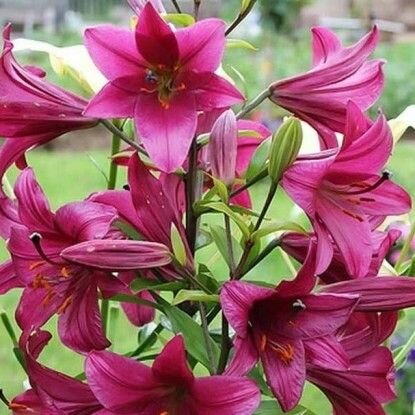 Лилия Пурпл Принц 1 шт