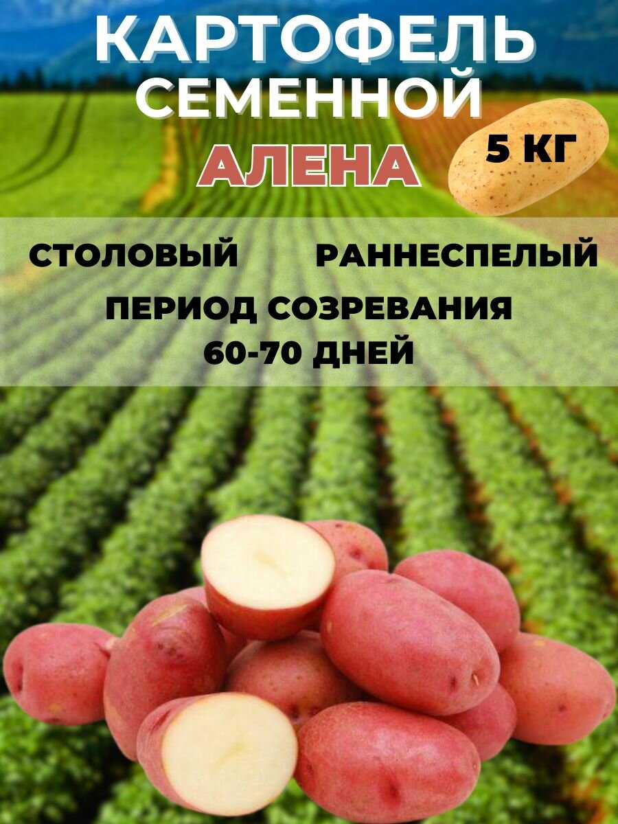 Картофель семенной, на посадку