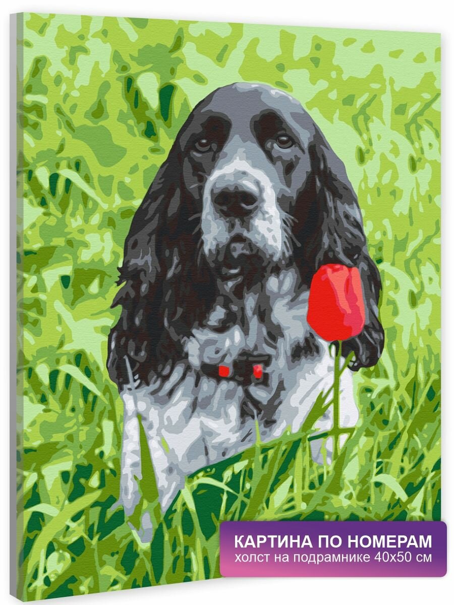 Картина по номерам на холсте с подрамником 40х50 см. Природа, животные, рыбы, птицы. Собаки, щенки. "Спаниель ", арт. 4473/