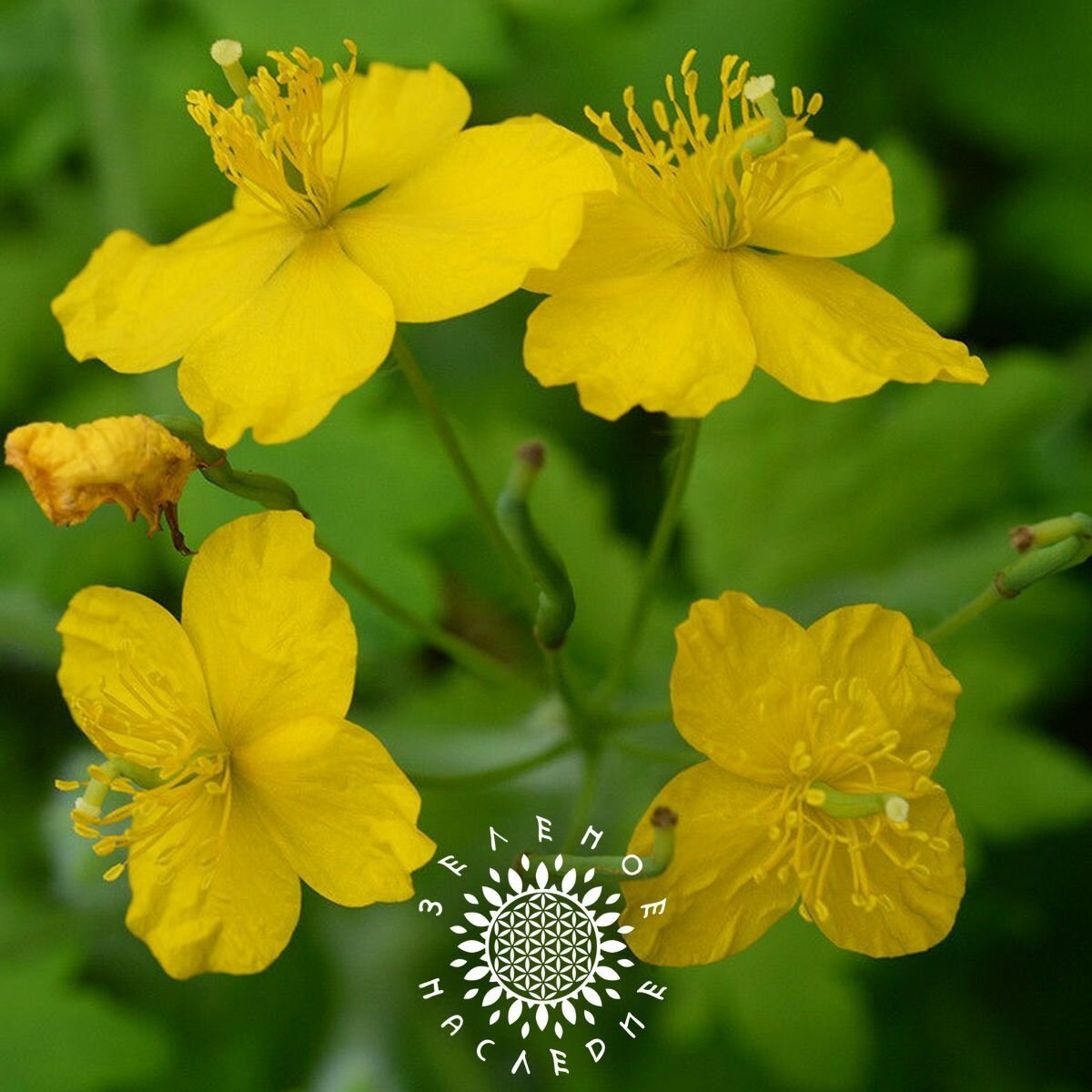 Семена Чистотел - Подтынник - Желтомолочник (лат. Chelidonium) 50шт