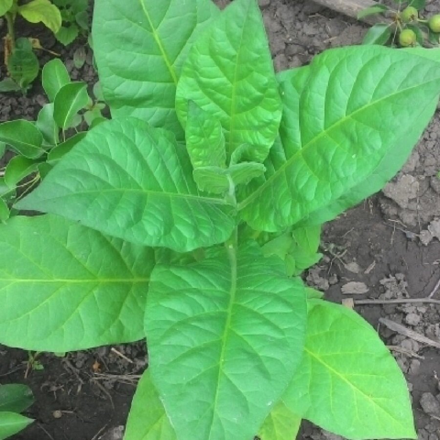 Семена Деодар Табак Bamboo Shoot 300 шт.