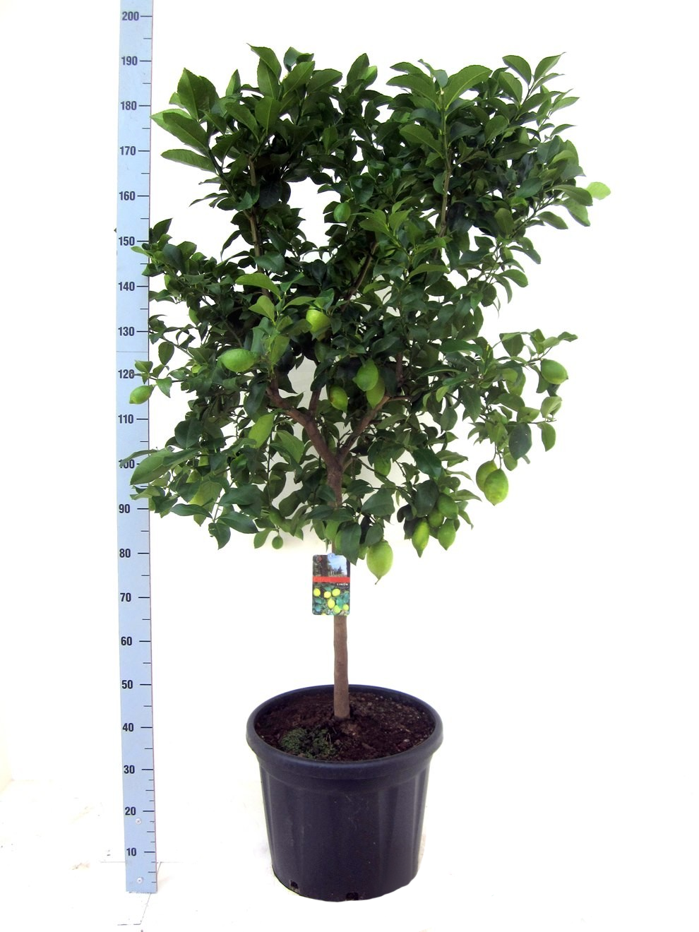 Лимонное дерево - Citrus limon D46 H180