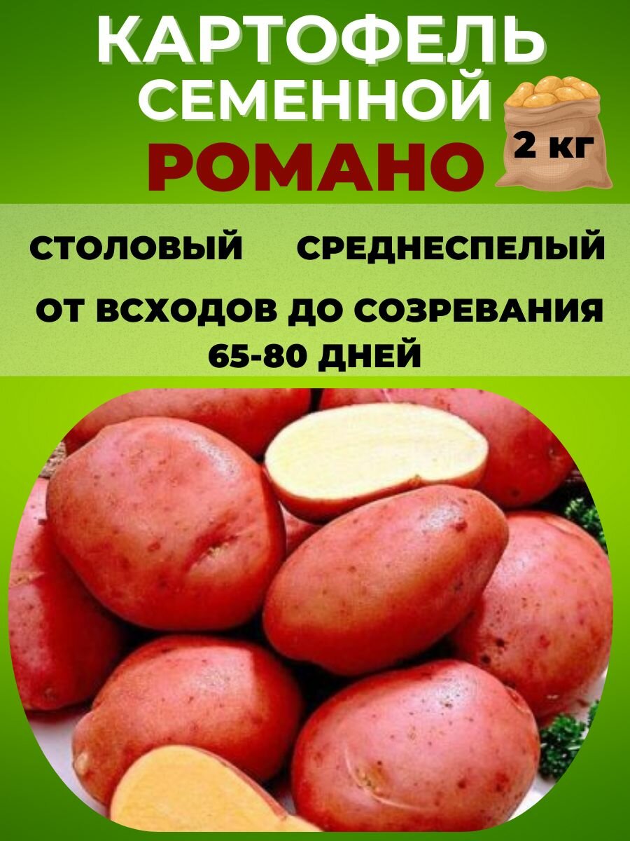 Картофель семенной Романо 2 кг, клубни на посадку
