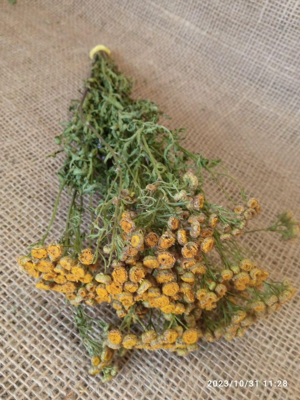 Лакомство для шиншилл, хомяков, морских свинок, дегу, крыс, песчанок ChinZoo сушеный веничек из пижмы