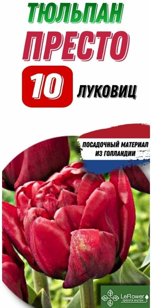 Тюльпан Луковица, Престо, 10шт (Тюльпаны)