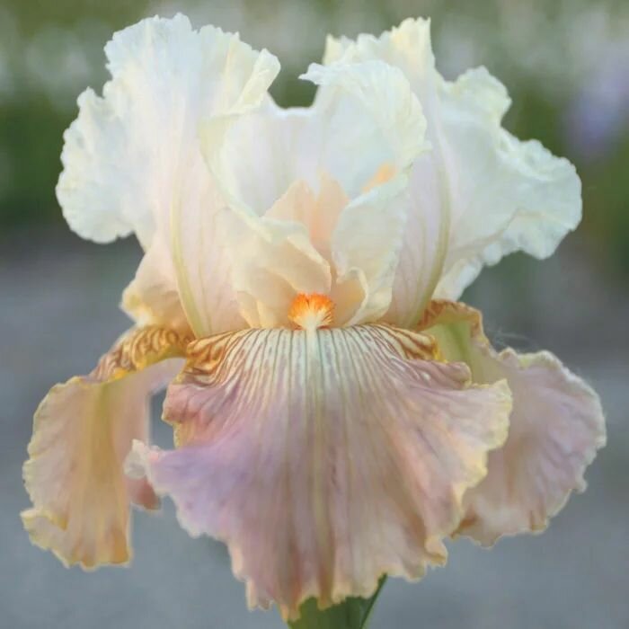 Ирис бородатый Фраппе луковицы, клубни, корни цветов