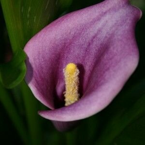 Калла Интрига 1шт