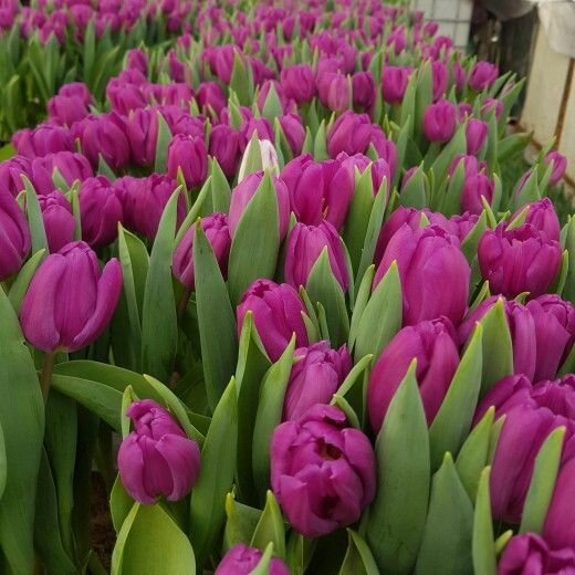 Тюльпан Пурпл Флаг 5 шт.