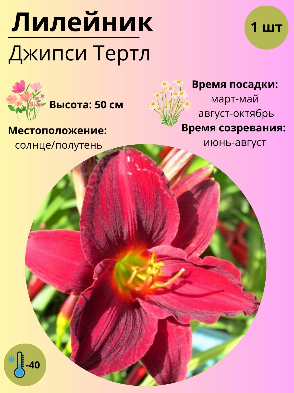 Лилейник Джипси Тертл, многолетние цветы