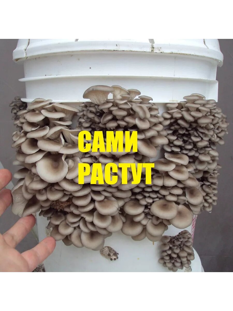 Мицелий грибов вешенки зерновой (штамм M5) - 2 килограмма
