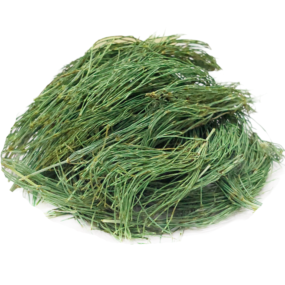 Хвощ полевой трава