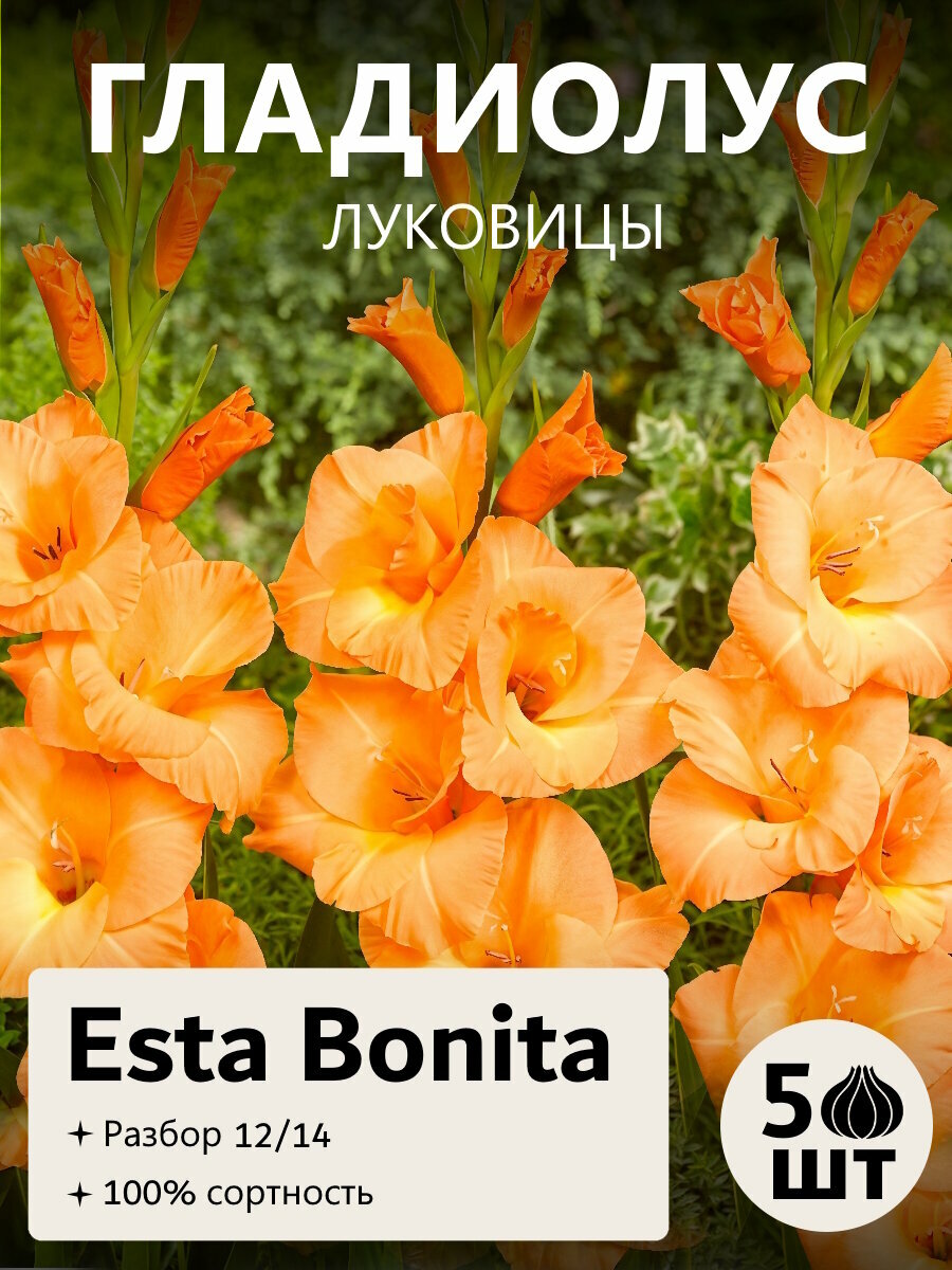 Гладиолусы луковицы крупноцветковые Эста Бонита (Esta Bonita), 5 шт