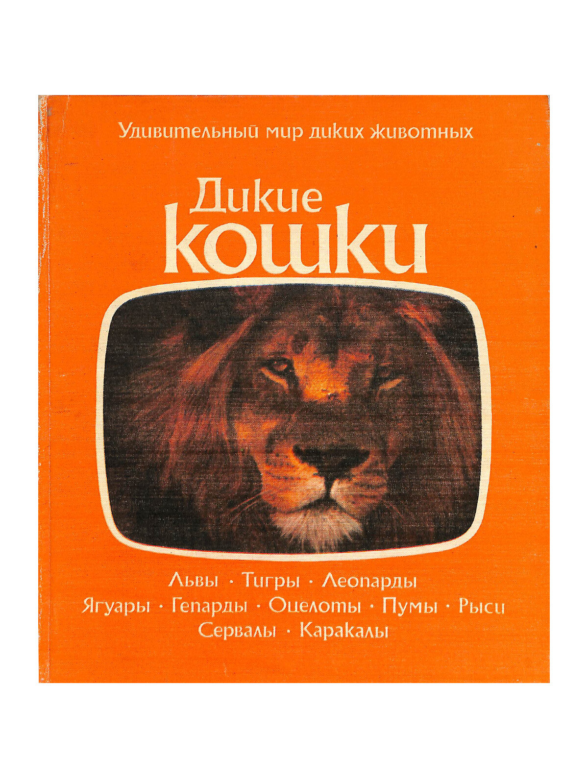 Дикие кошки