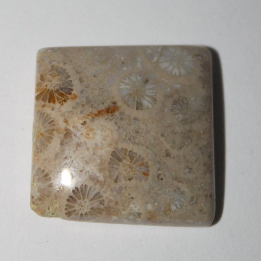 Коллекционный кабошон коралл, 19х19х3 мм, Индонезия, "True Stones"