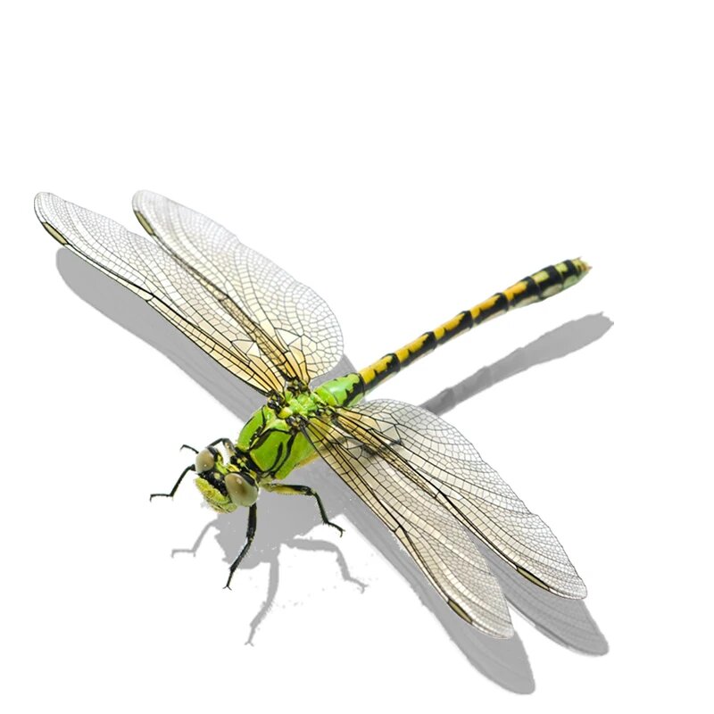 Т353 # Реалистичные насекомые, стрекоза, стикер на стену, ванная комната, туалет, гостиная, шкаф, холодильник, украшения дома, наклейки