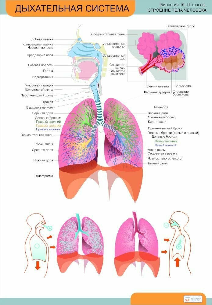 Комплект таблиц Биология. Человек. Строение тела человека