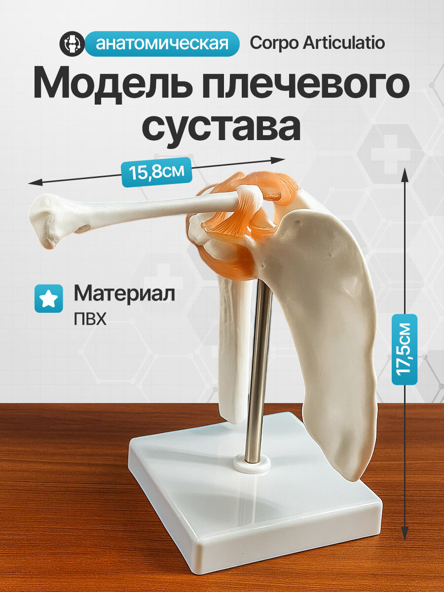 Анатомическая модель плечевого сустава человека Corpo Articulatio