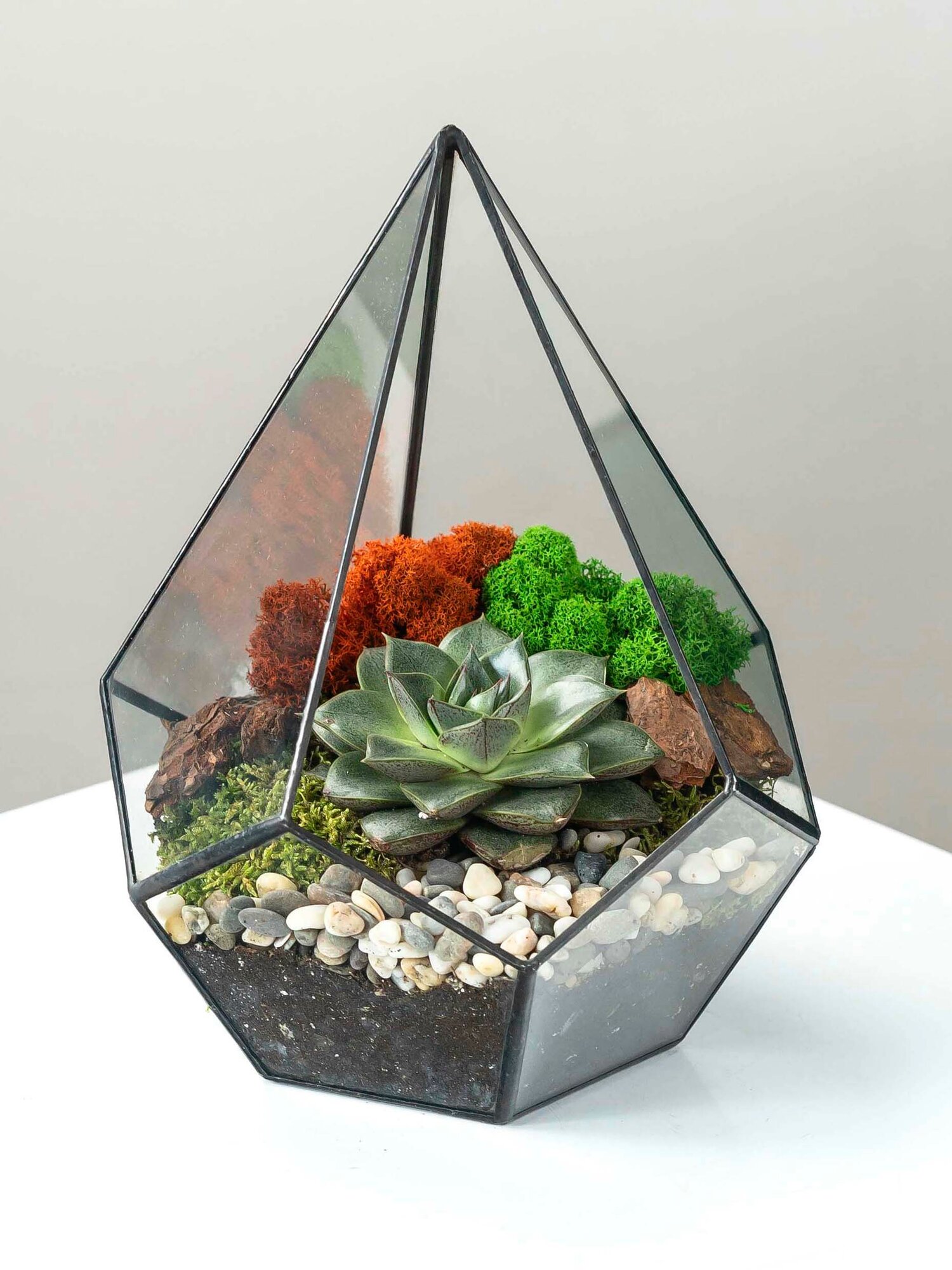 Geo Glass: Суккулент живой , флорариум стекло , комнатные растения , подарок
