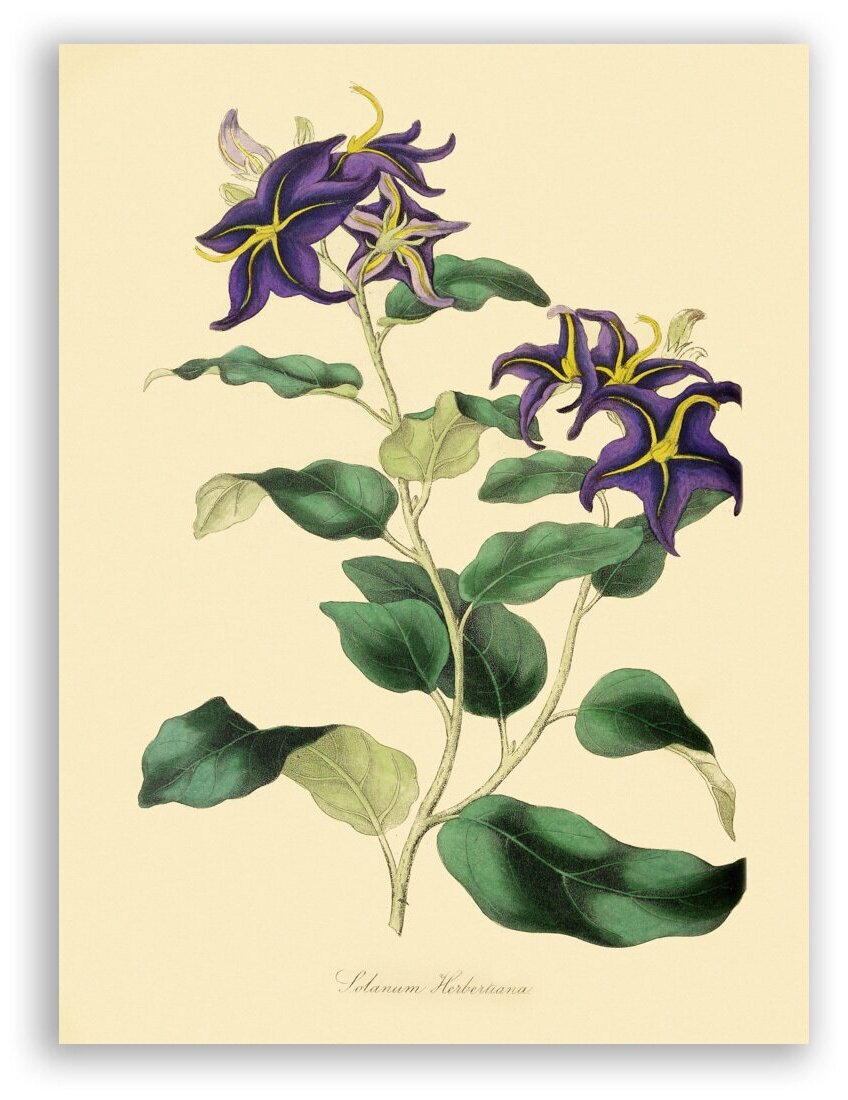 Гравюра Постер на бумаге / Solanum Herbertianum