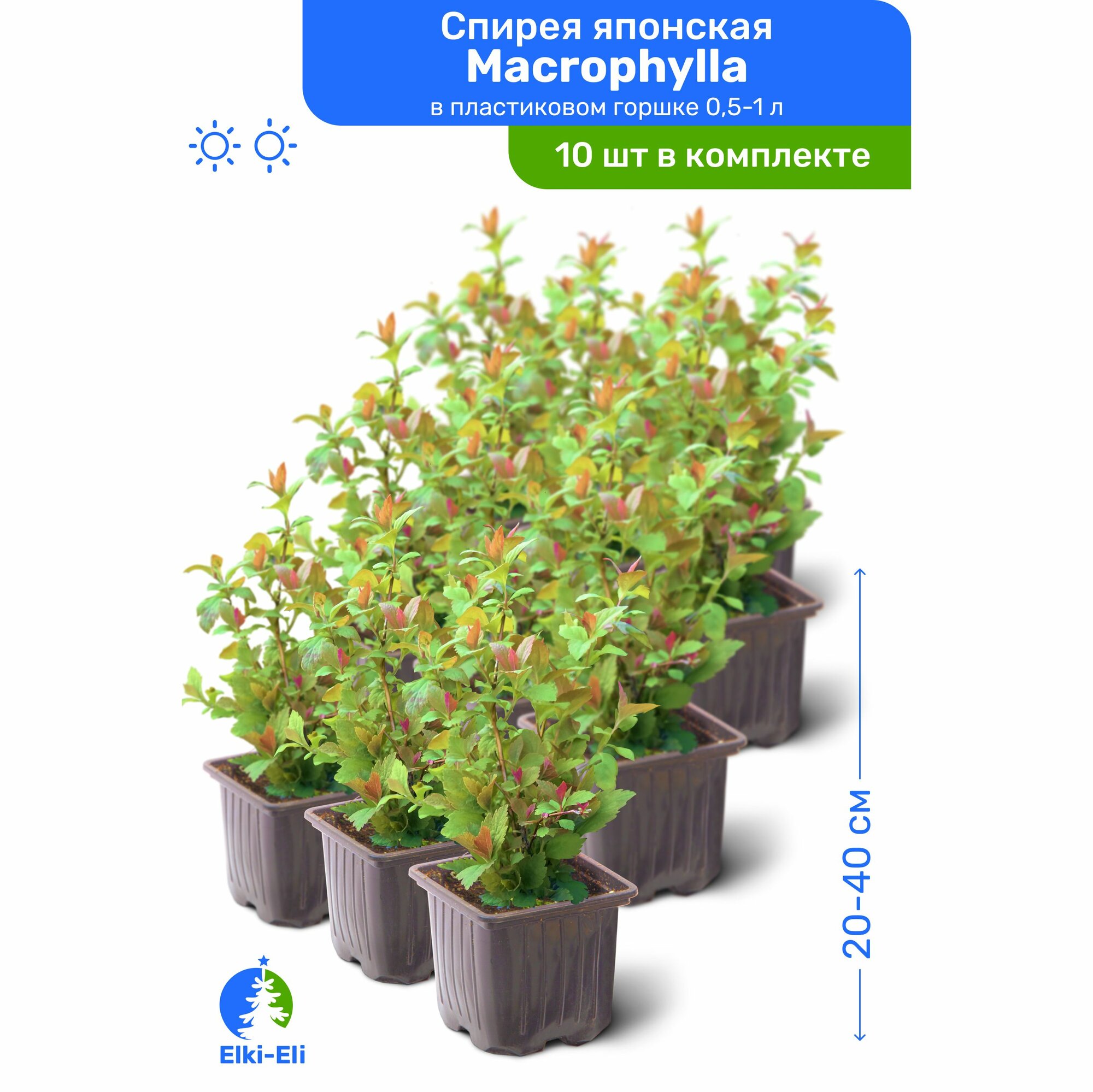 Спирея японская Macrophylla (Макрофилла) 20-40 см в пластиковом горшке 0,5-1 л, саженец, лиственное живое растение, комплект из 10 шт