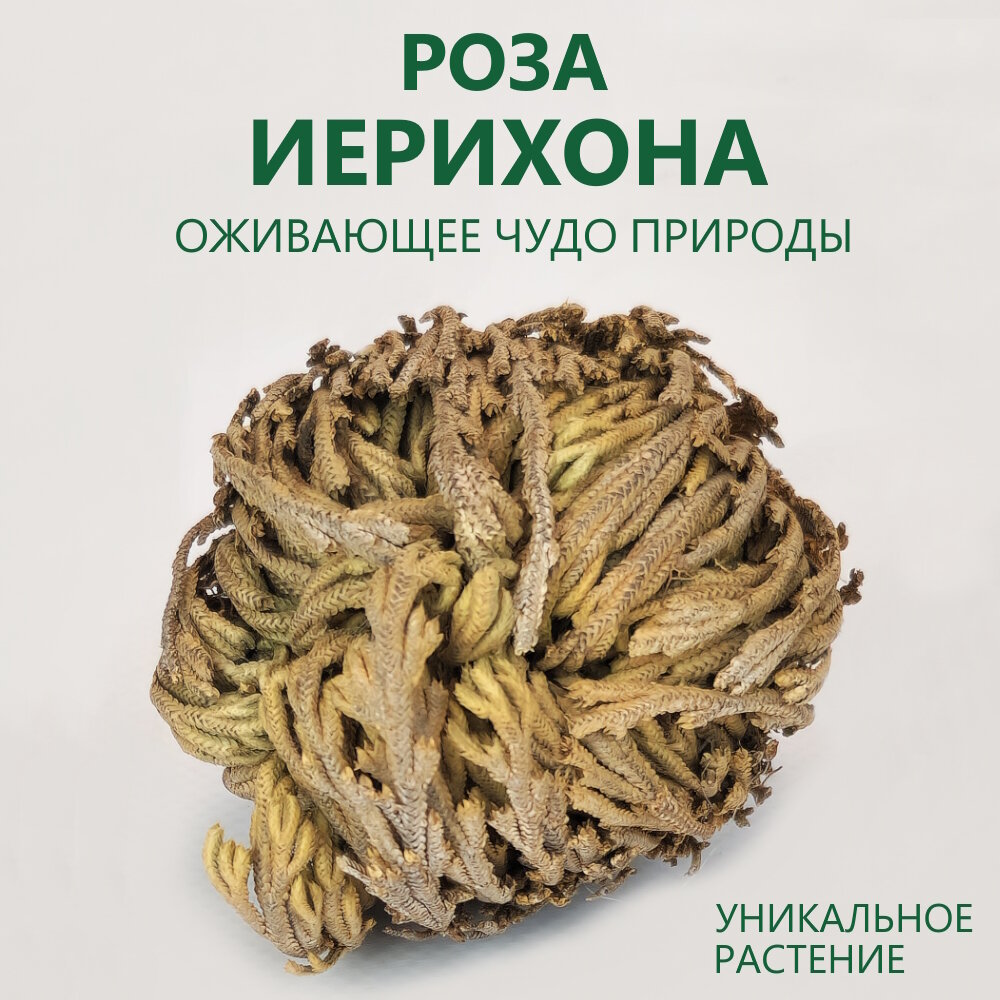 Роза Иерихона Мини (Селагинелла)