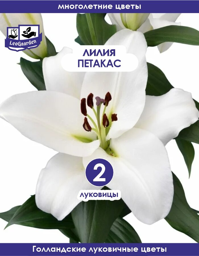 Луковичные цветы лилия, Петакас, 2 шт (LeoGaarden)