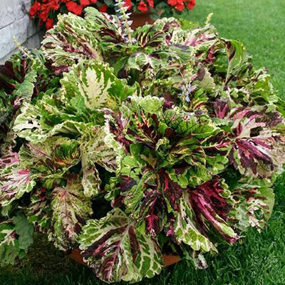 Семена цветов Колеус Русский Размер (4 шт.)